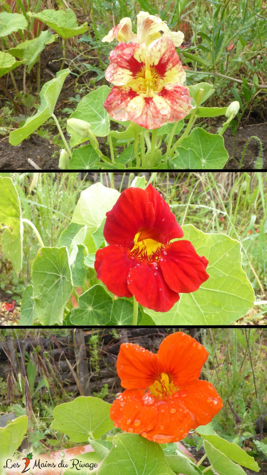 Fleur comestible – Capucine – Vertus et utilisation – Les 2 Mains du Rivage